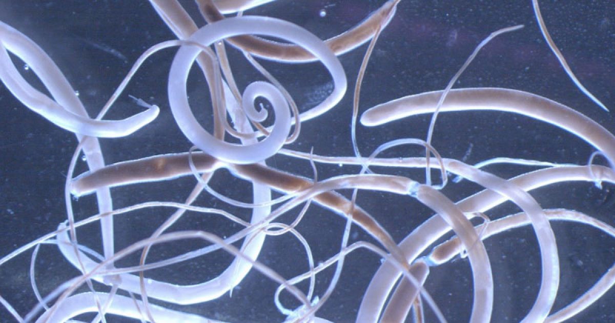 Schoolchildren help find vaccine for human whipworm